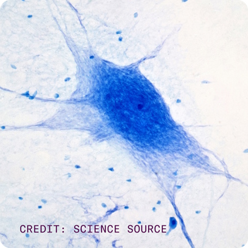 Serenol | PMS Supplement | Naturally Powerful & Hormone-Free | Bonafide